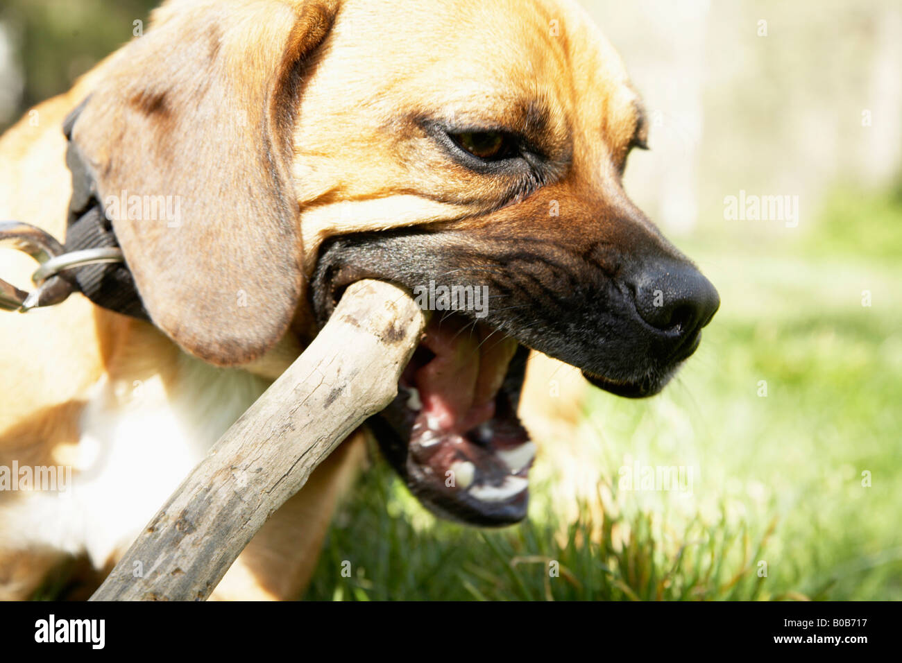 Dog playing with stick Stock Photo - Alamy