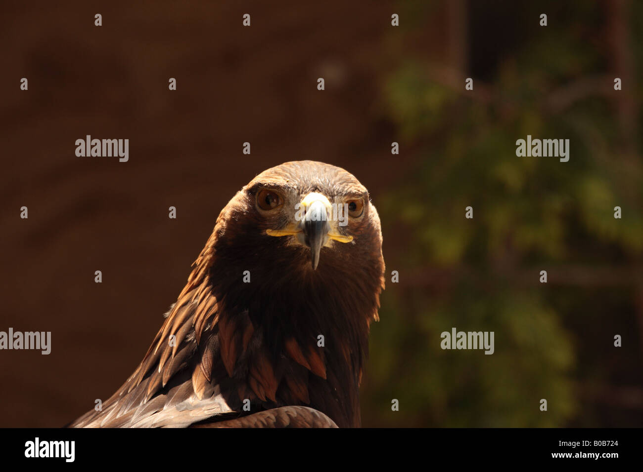 Golden Eagle on alert for any movement Stock Photo - Alamy