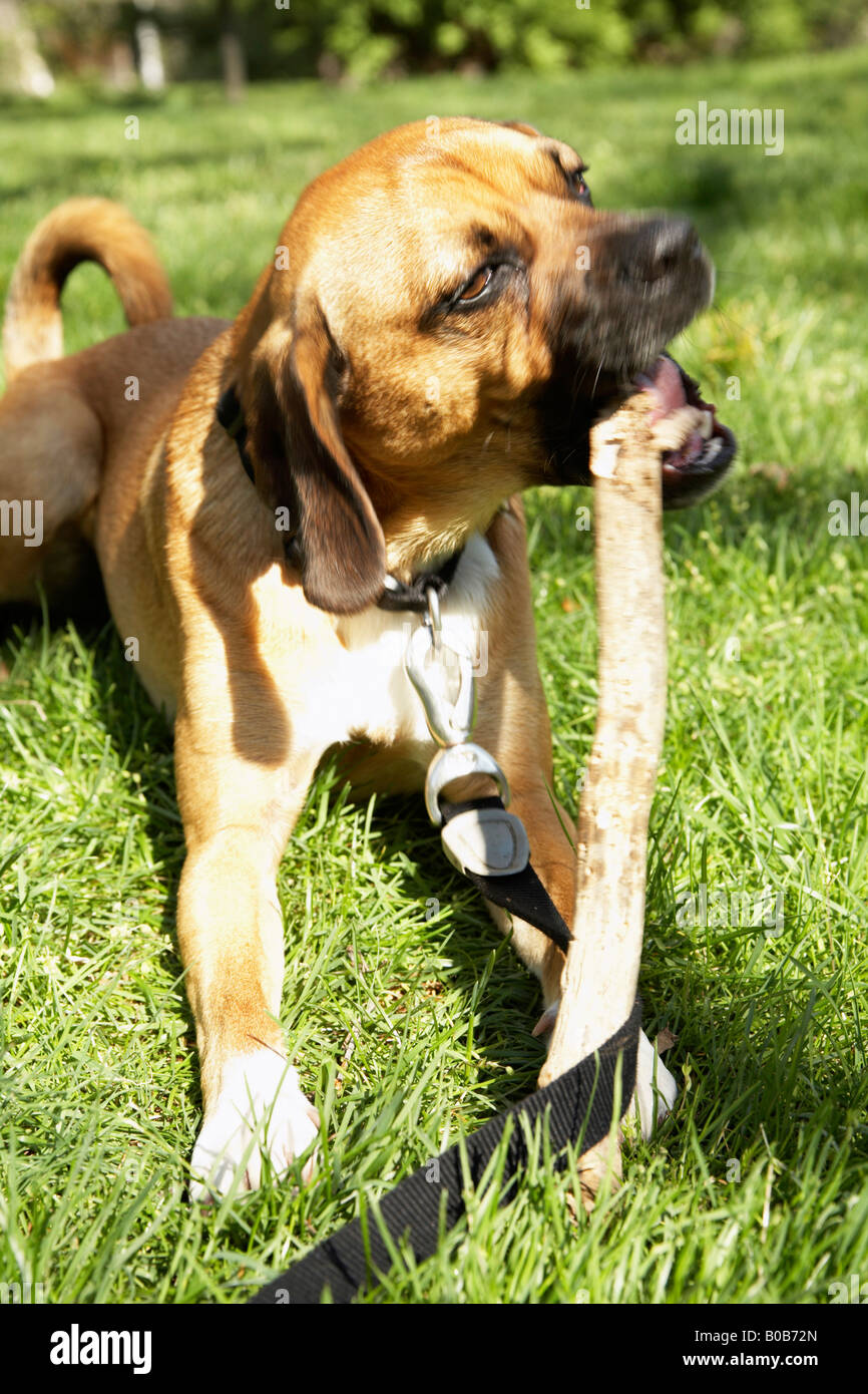 Dog playing with stick Stock Photo - Alamy