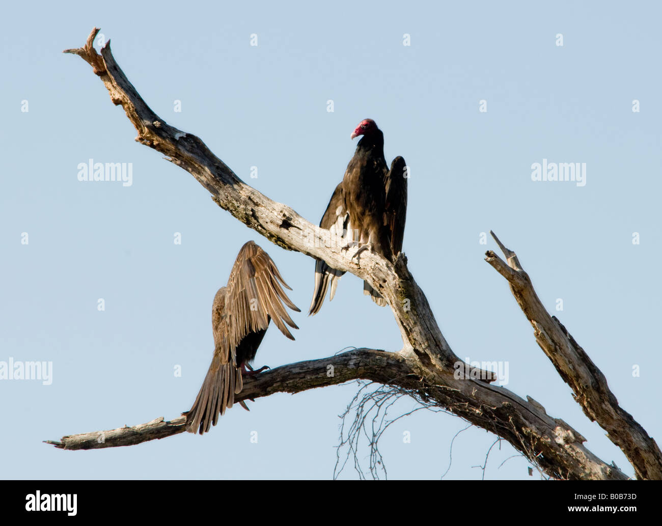 Two Turkey Vultures, Cathartes aura, roosts in a dead tree and warm ...