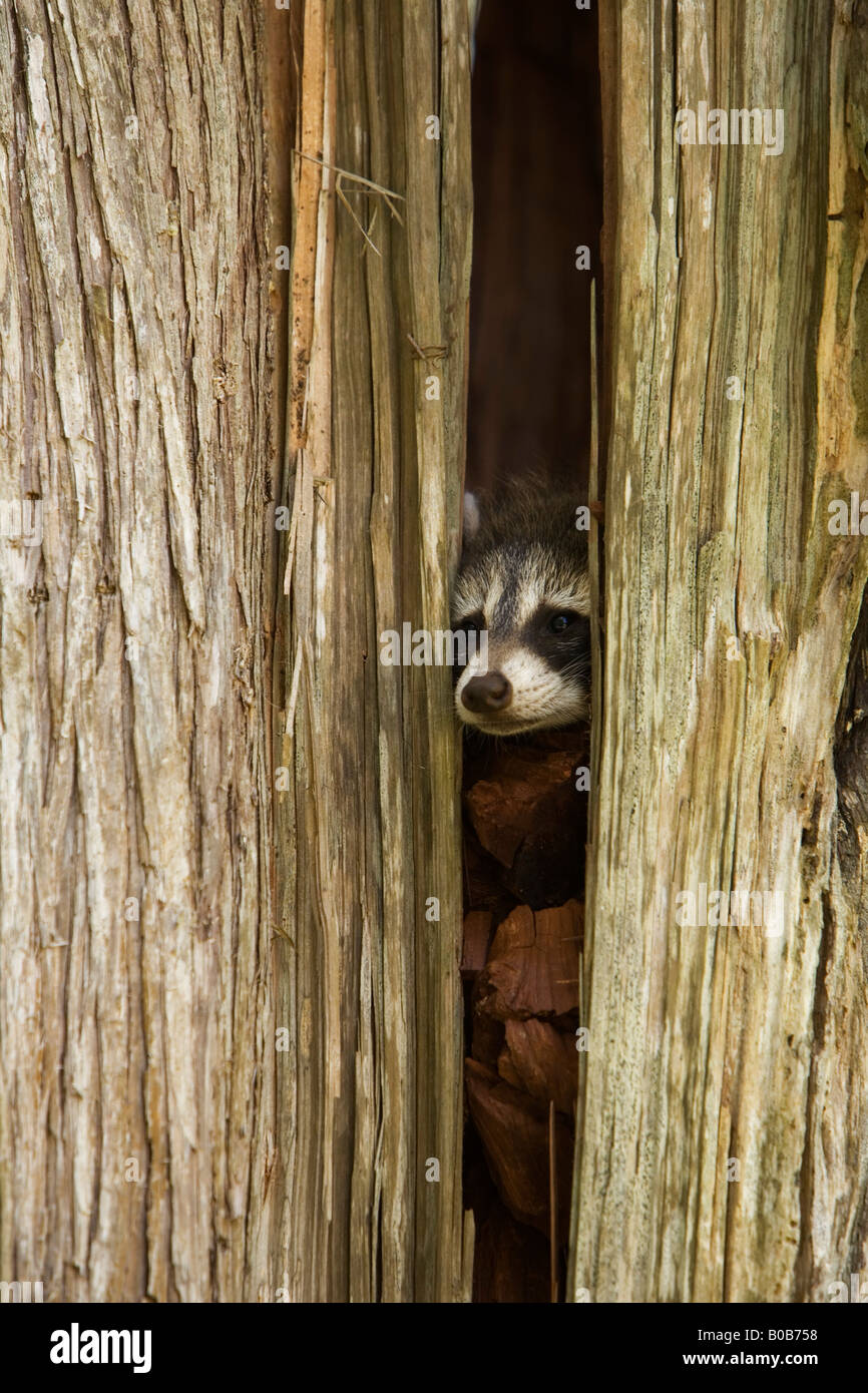 Raccoon nest hi-res stock photography and images - Alamy