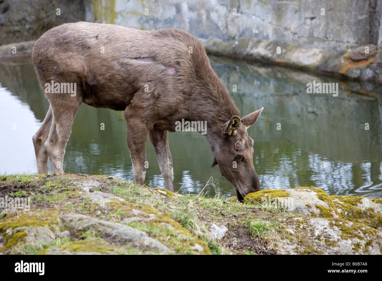 Moose (Alces alces Stock Photo - Alamy