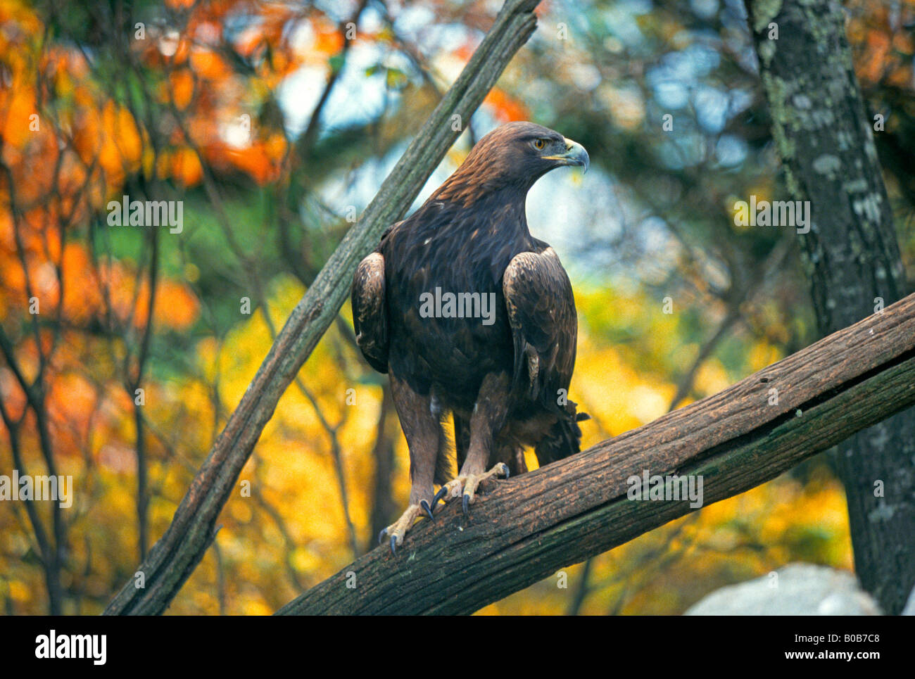 Portrait of an American golden eagle Aquila chrysaetos in a riverbottom ...