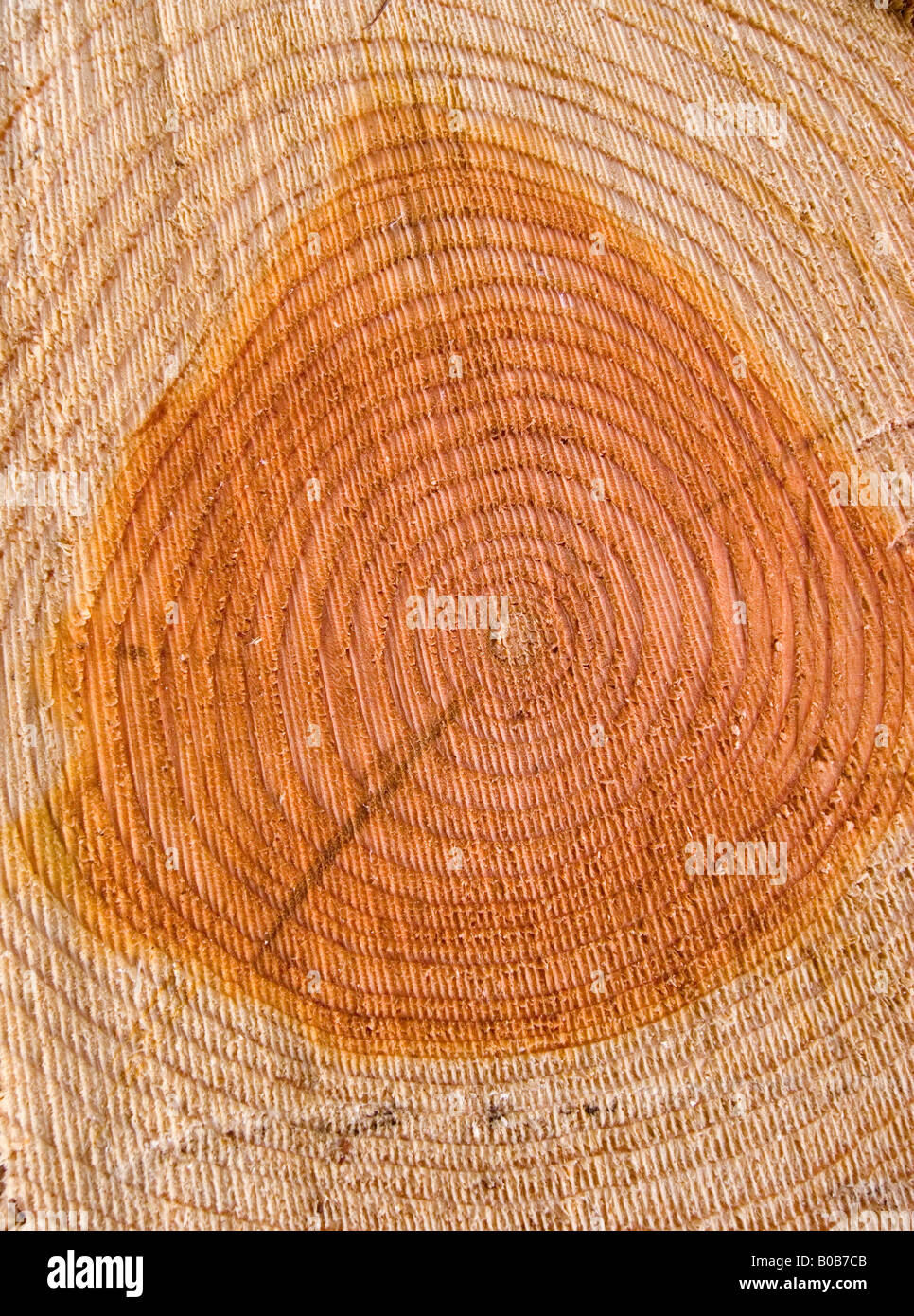 Close up view of freshly sawn pine logs showing the annual rings Stock ...