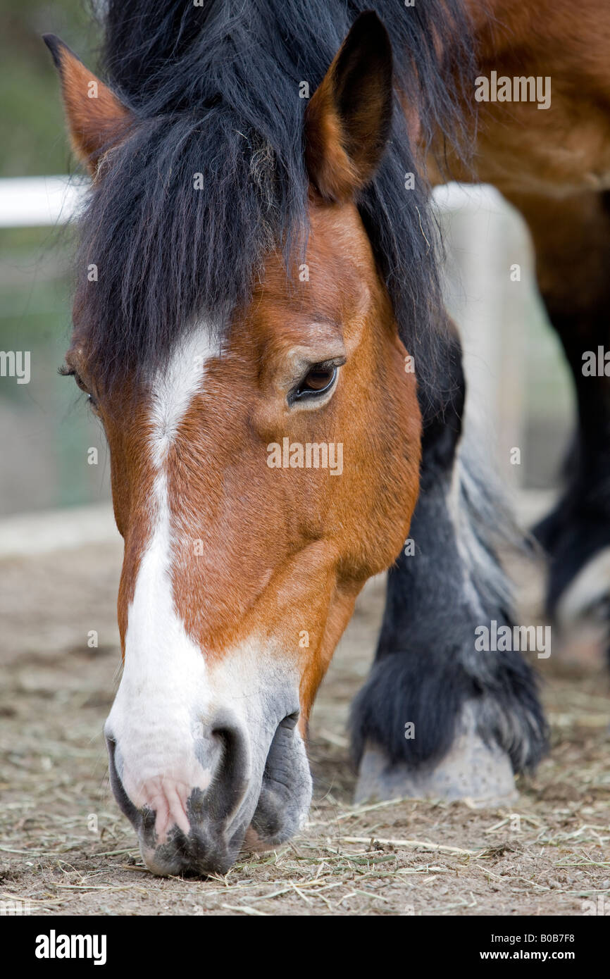 Swedish Ardenner Horse Stock Photo - Alamy
