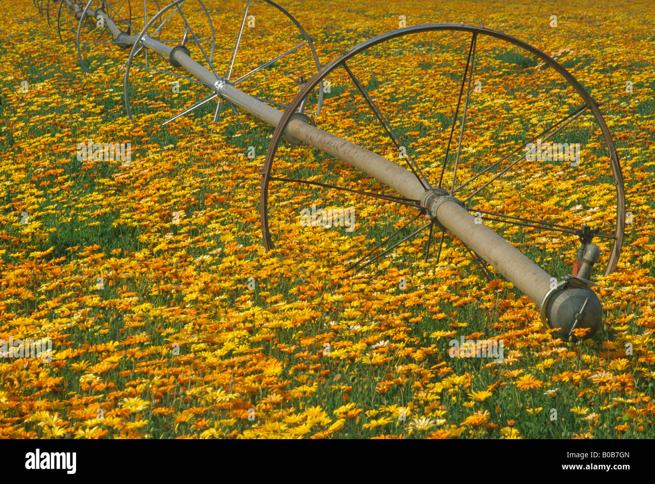 Oregon pipe hi-res stock photography and images - Alamy