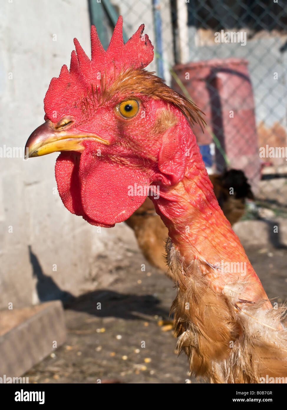 Ugly chicken hi-res stock photography and images - Alamy