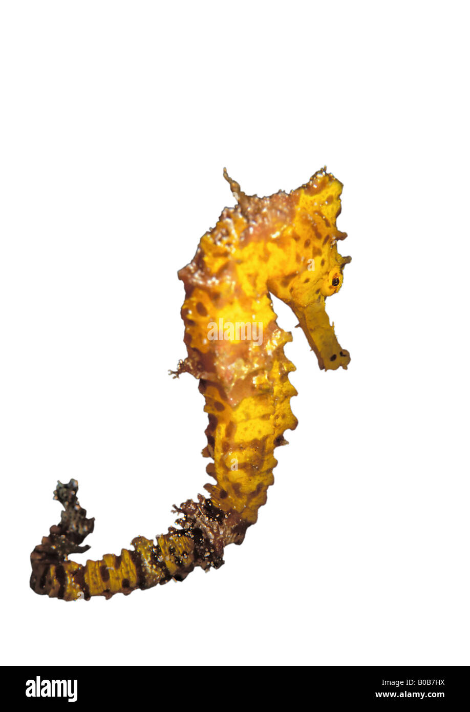 Hippocampus reidi Longsnout seahorse Fish Yucatan Mexico Atlantic Ocean ...