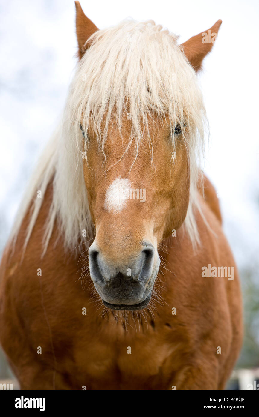 Swedish Ardenner Horse Stock Photo - Alamy