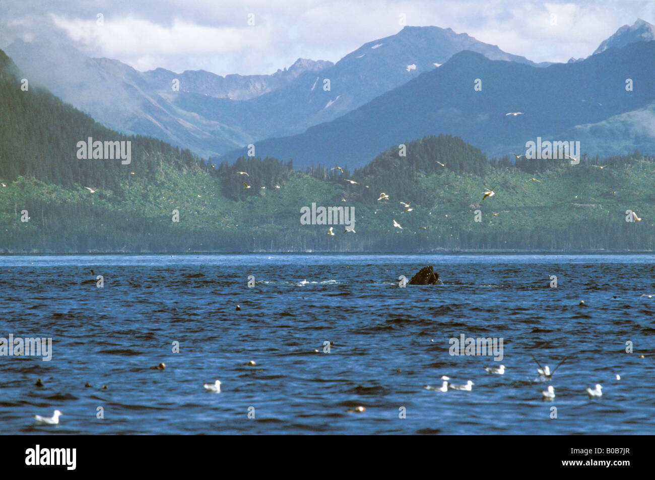 Kenai mountains near homer hi-res stock photography and images - Alamy