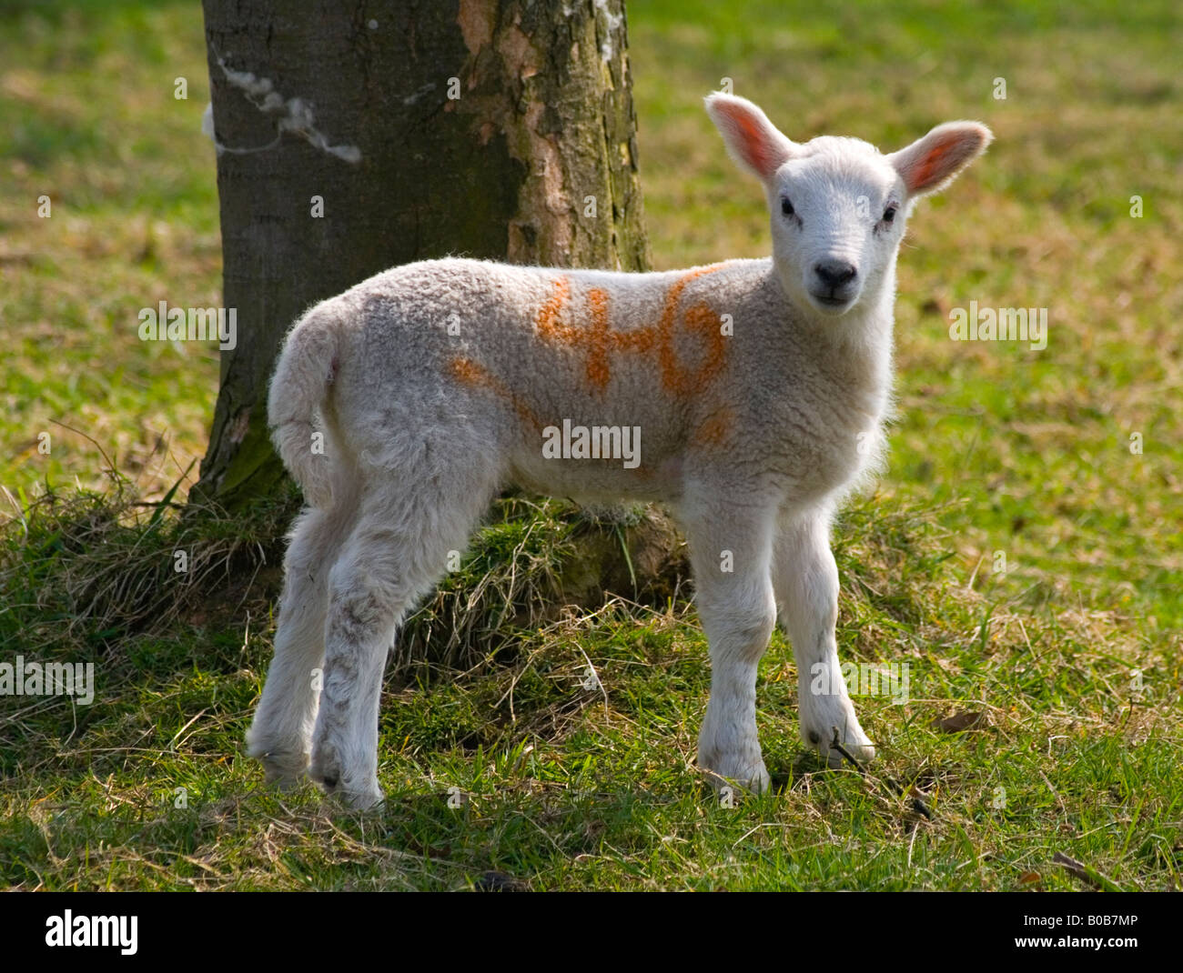 New born lamb standing up on grass in spring sunshine North Wales UK ...