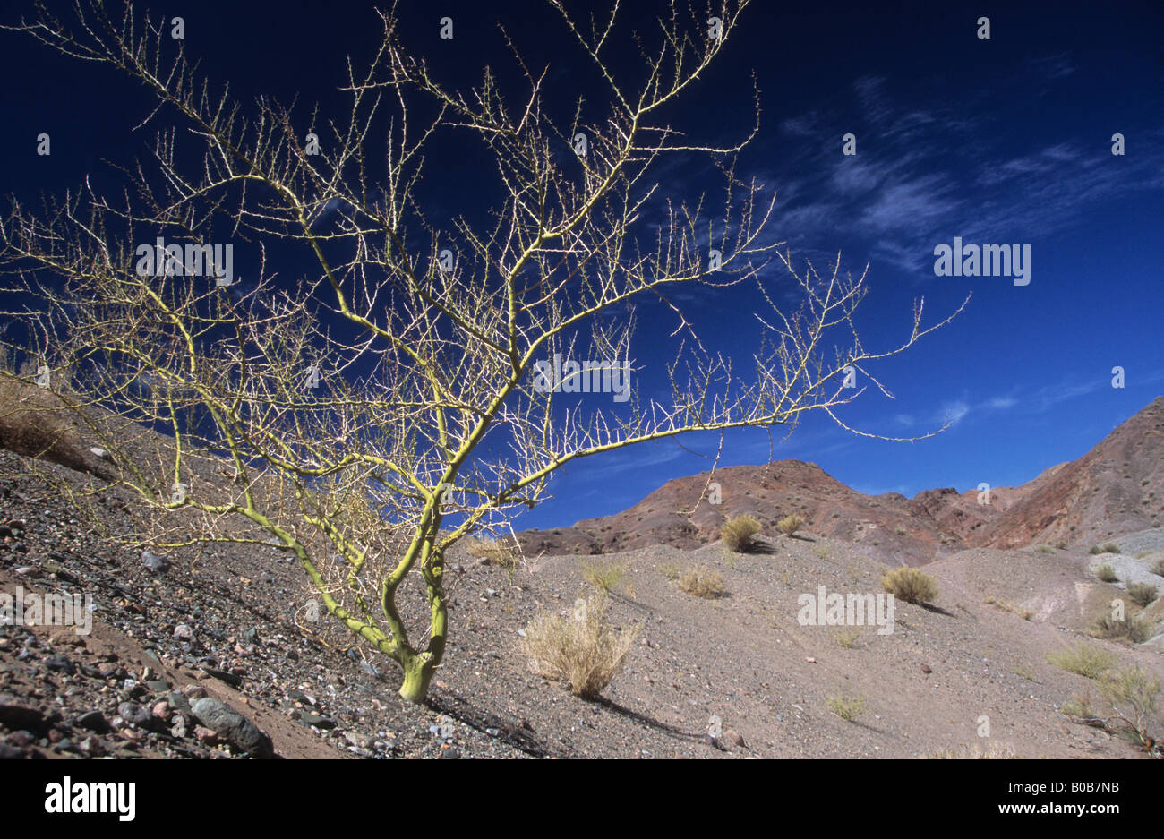 Parkinsonia praecox hi-res stock photography and images - Alamy