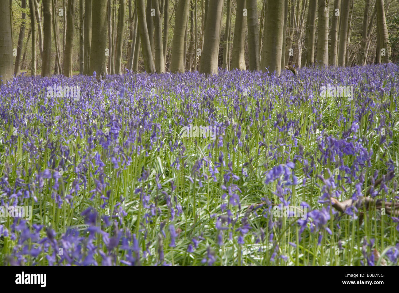 Bluebell woods micheldever forest hi-res stock photography and images ...