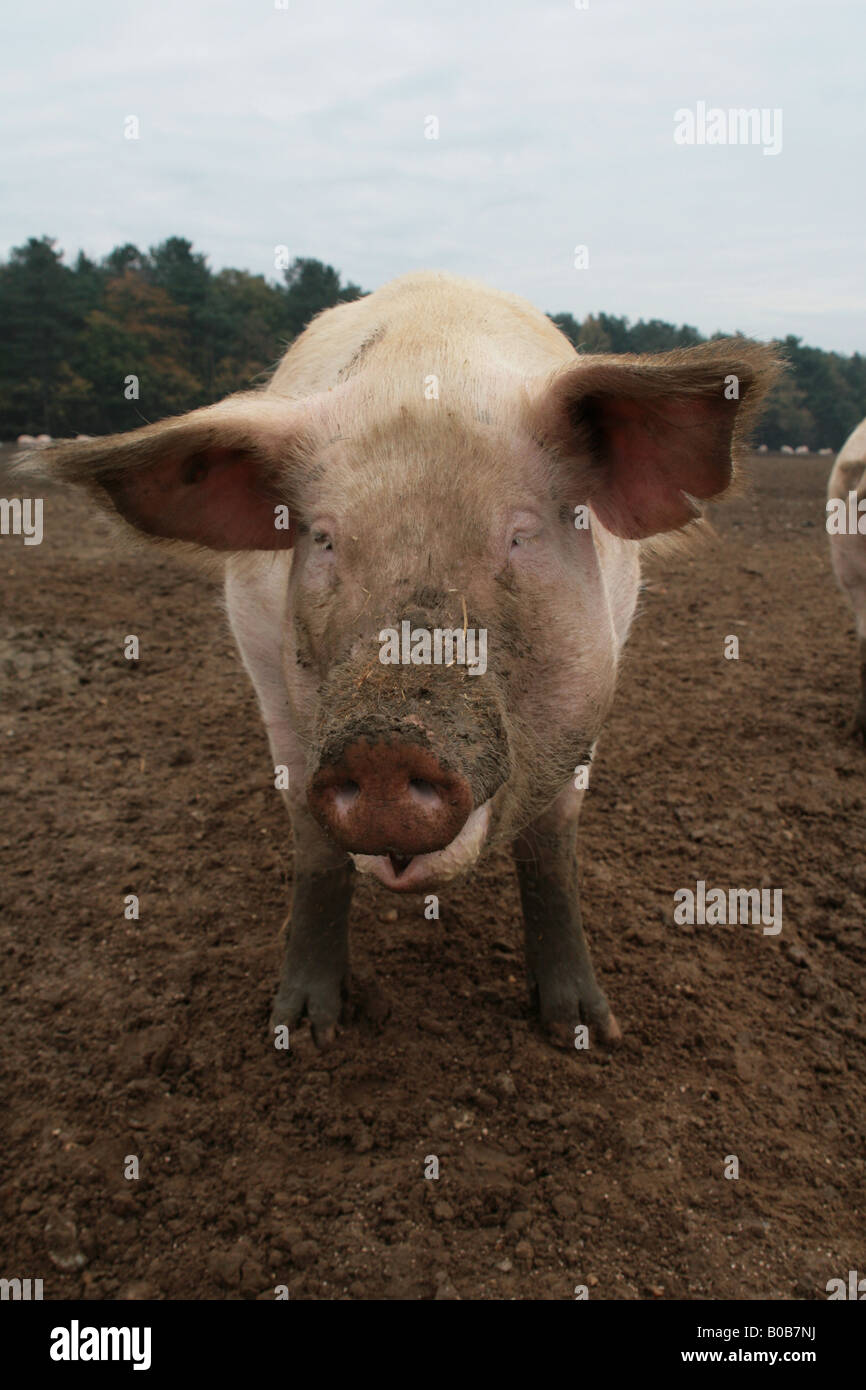 Pig in mud Stock Photo - Alamy