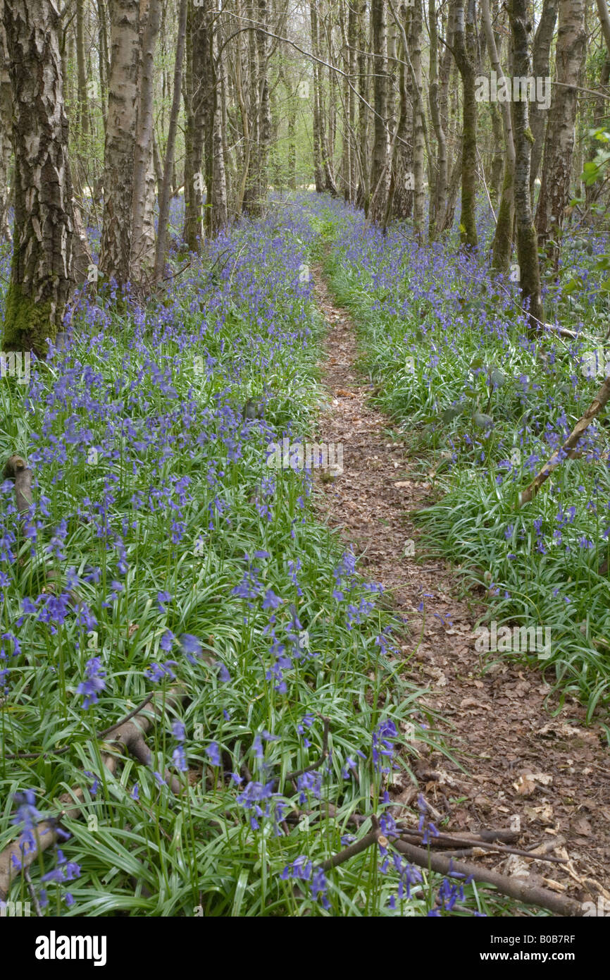 Bluebell woods at Micheldever forest Hampshire Stock Photo - Alamy