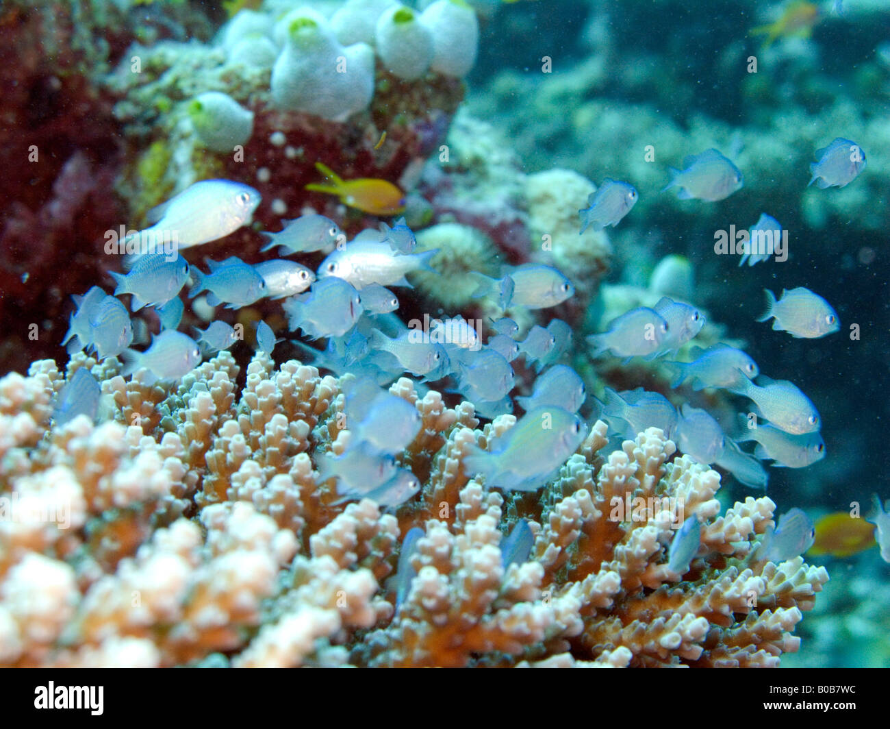 Small reef fish on coral reef Stock Photo - Alamy