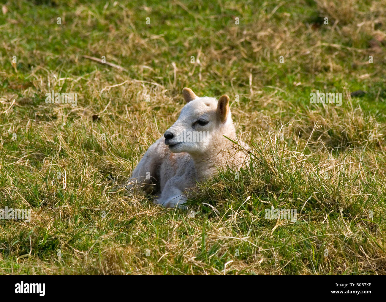 New born Welsh lamb lying in grass in spring sunshine Stock Photo - Alamy