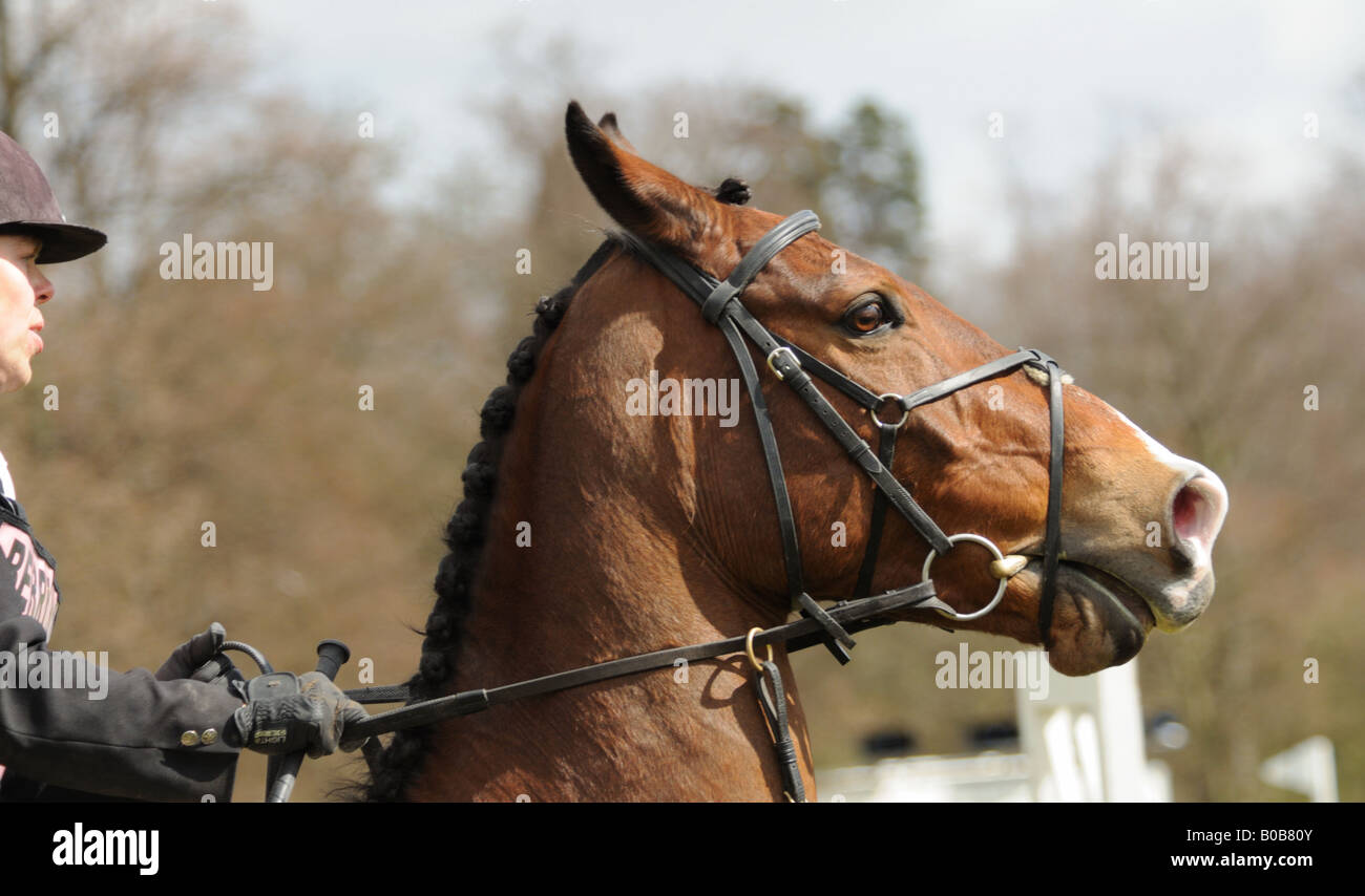 Excited horse hi-res stock photography and images - Alamy