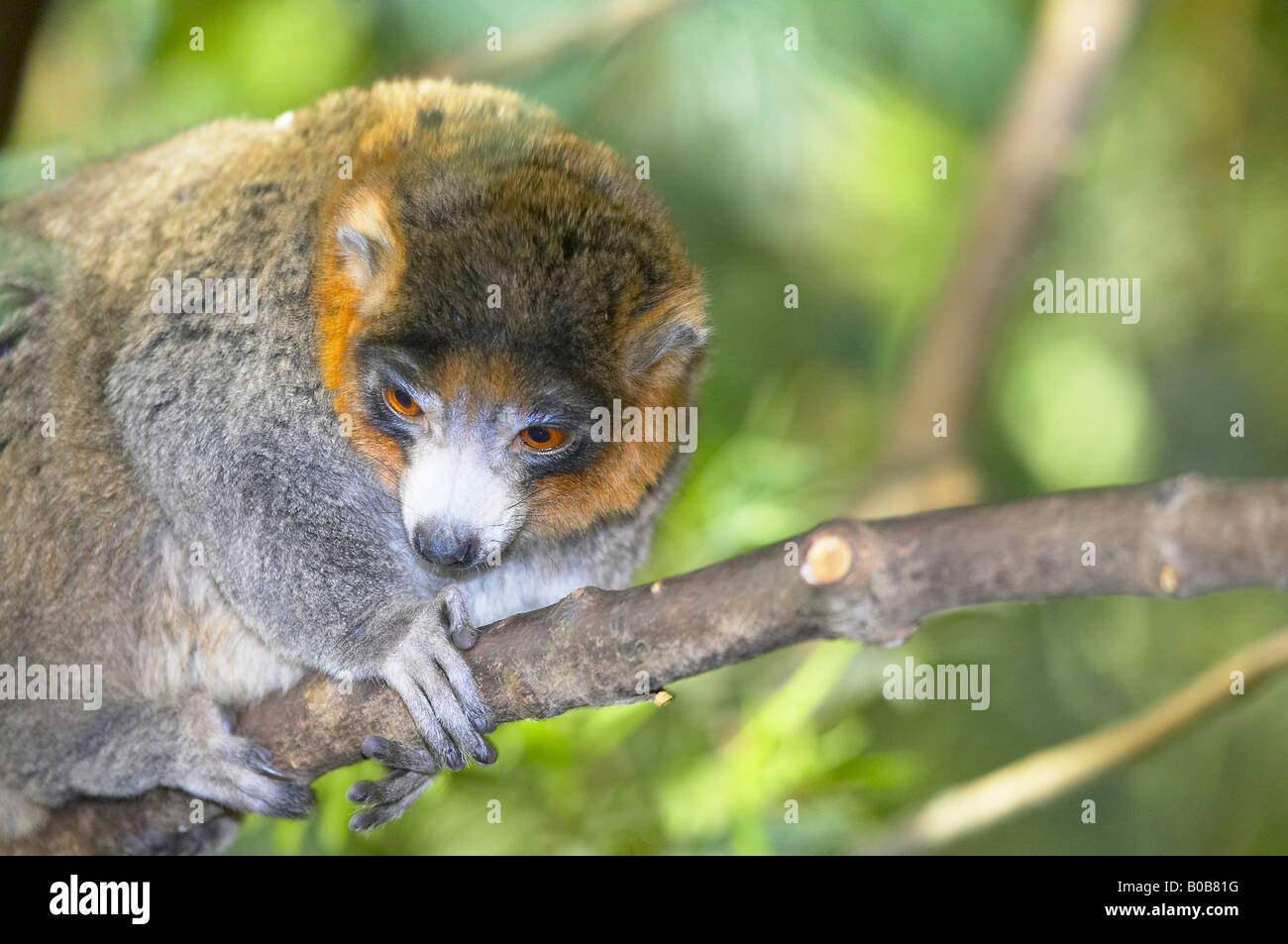 Lemur holding on tree hi-res stock photography and images - Alamy