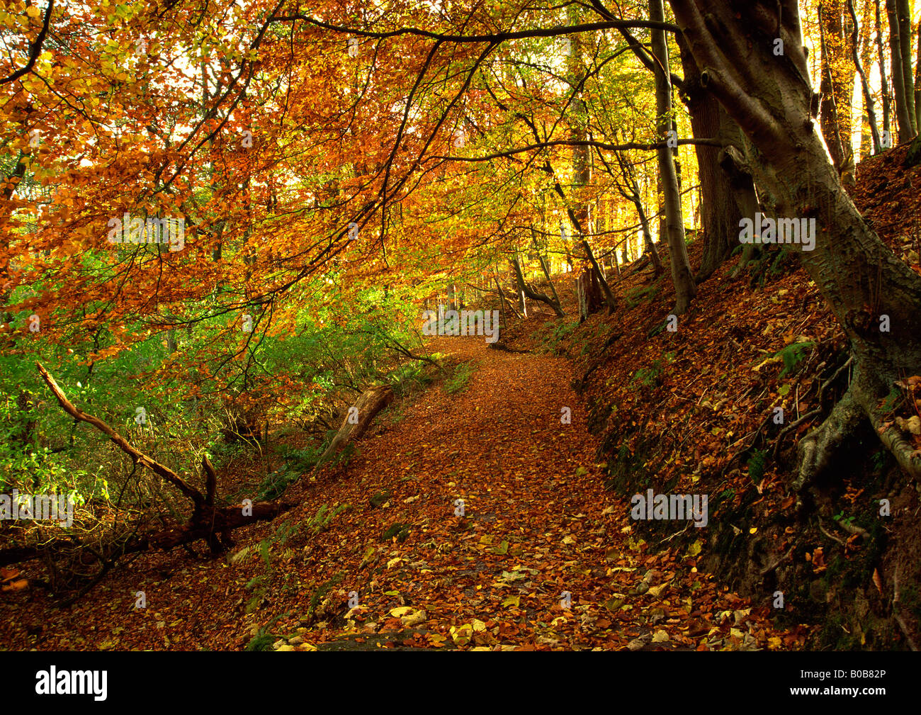 The strid at bolton abbey hi-res stock photography and images - Alamy