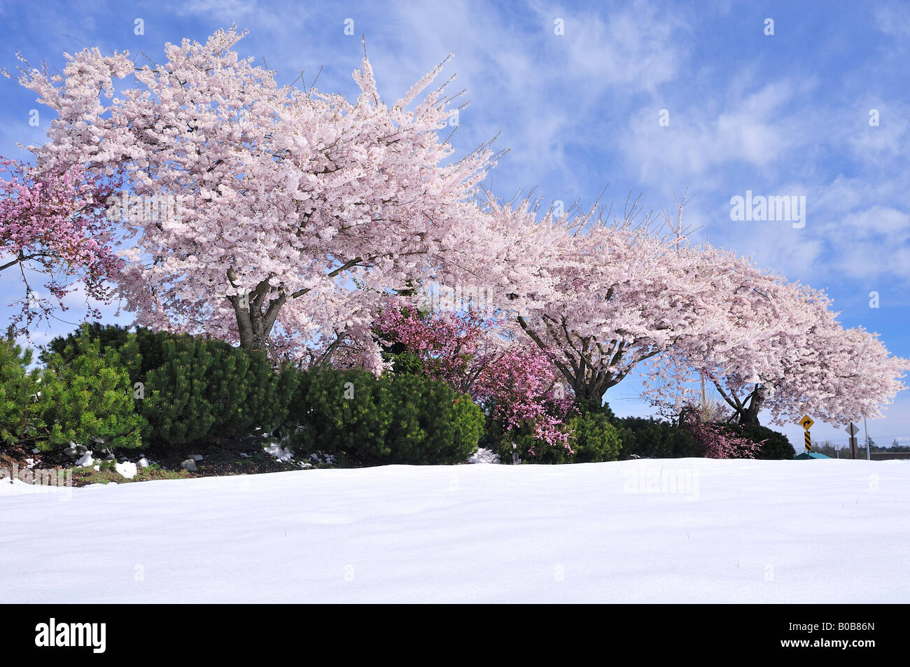 Cherry trees in blossom with late Spring snow April 20th Nanaimo ...