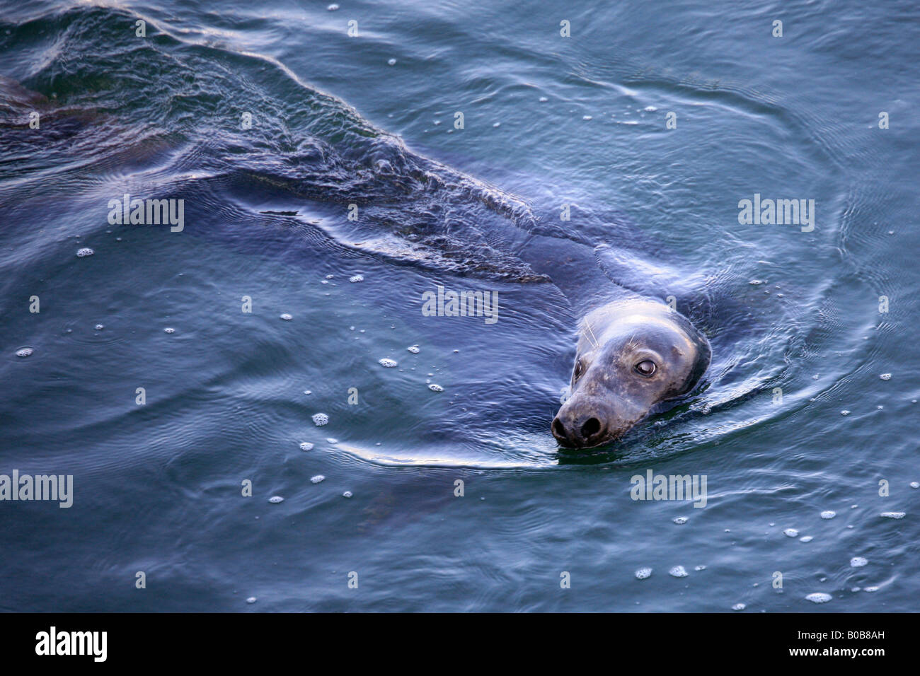 Grey Seal, Chatham Harbour, Cape Cod, Massachusetts, New England, USA ...