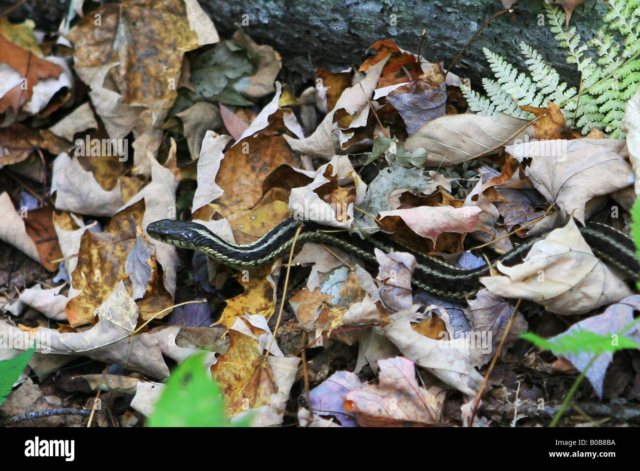 Valley garter snake hi-res stock photography and images - Alamy