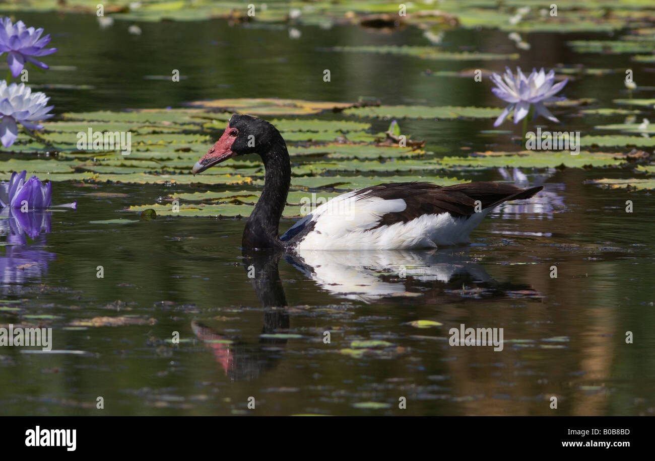 Magpie Goose or Pied Goose Anseranas semipalmata swimming on a lake ...