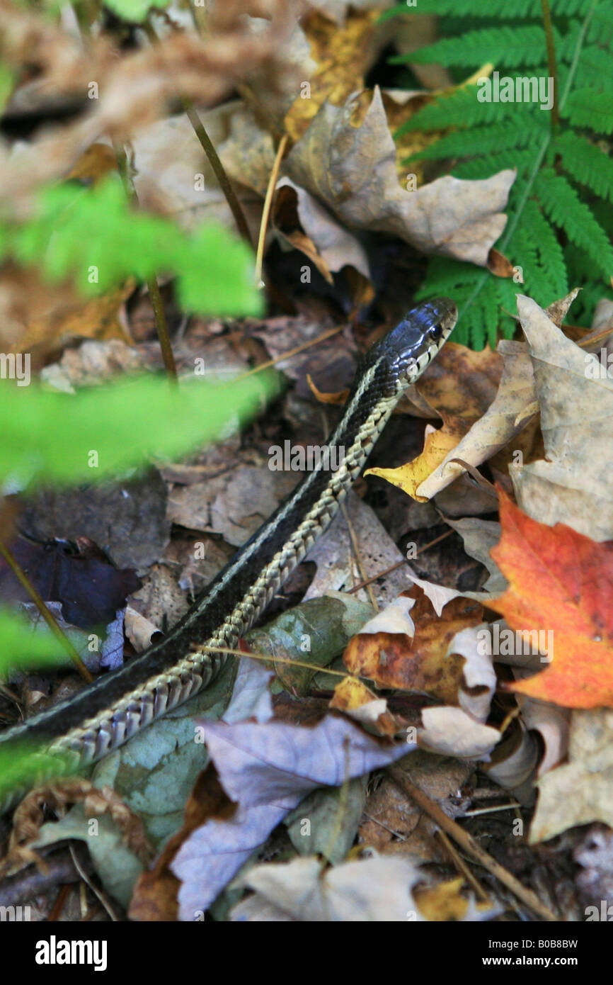 Gardner Snake High Resolution Stock Photography and Images - Alamy