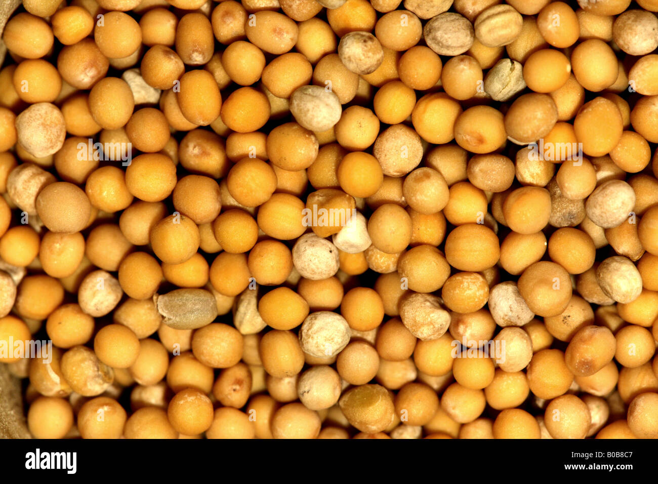 "MUSTARD SEED Stock Photo - Alamy