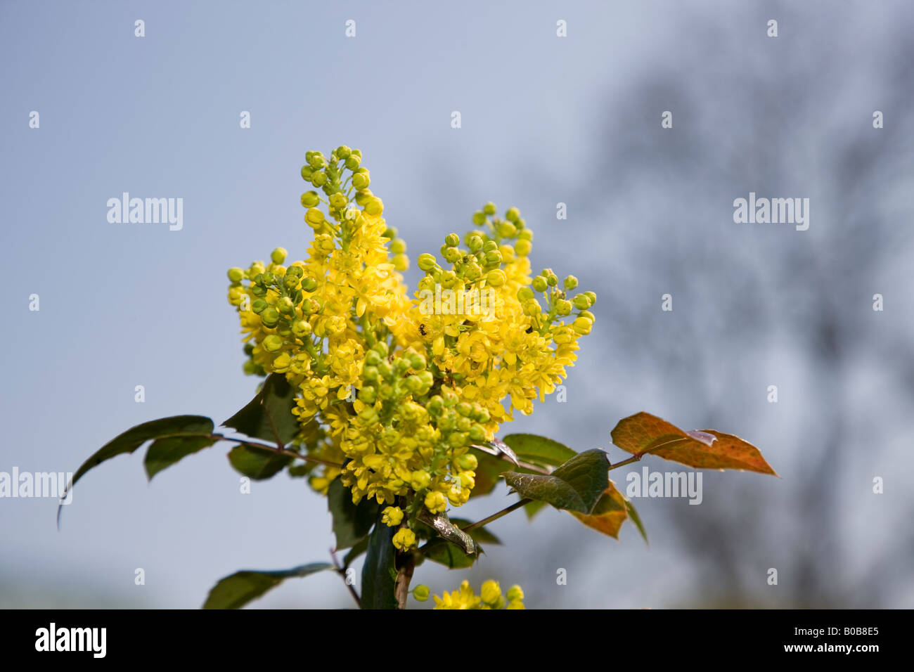 Mahonia mahonia aquifolium hi-res stock photography and images - Alamy