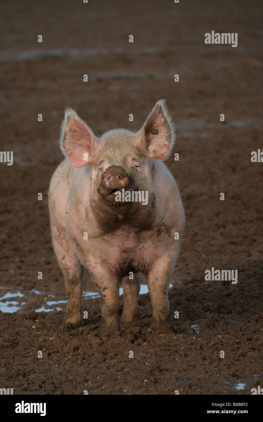 Pig in mud Stock Photo - Alamy