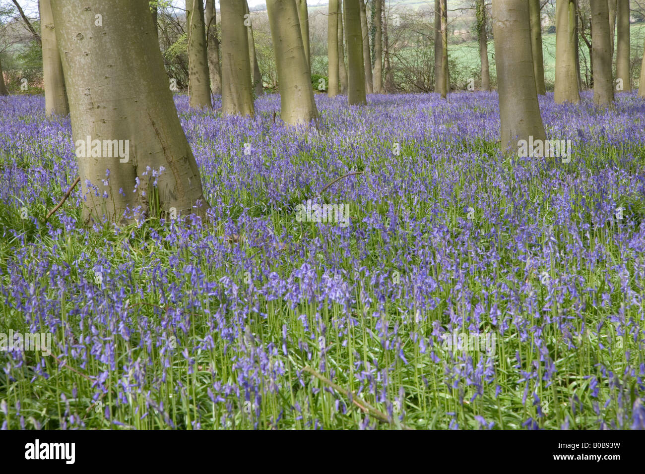 Bluebell woods at Micheldever forest Hampshire Stock Photo - Alamy