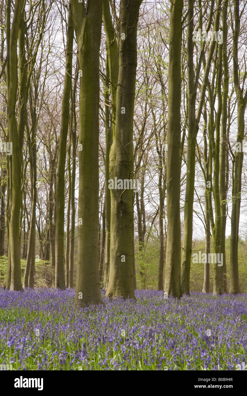 Bluebell woods at Micheldever forest Hampshire Stock Photo - Alamy