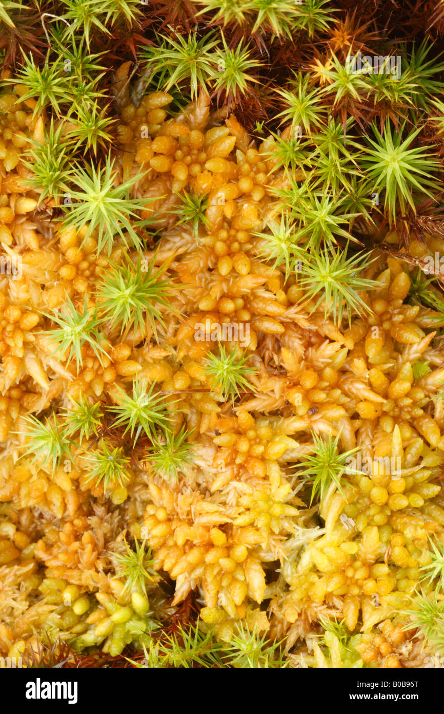 Detail of mosses Polytrichum Commune and Sphagnum Papillosum Stock ...