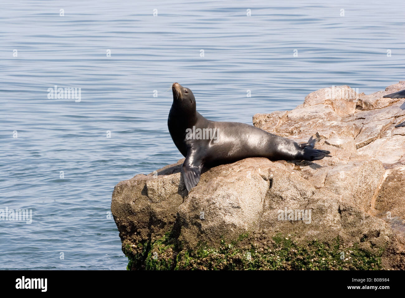 Sea Lion On Rocks