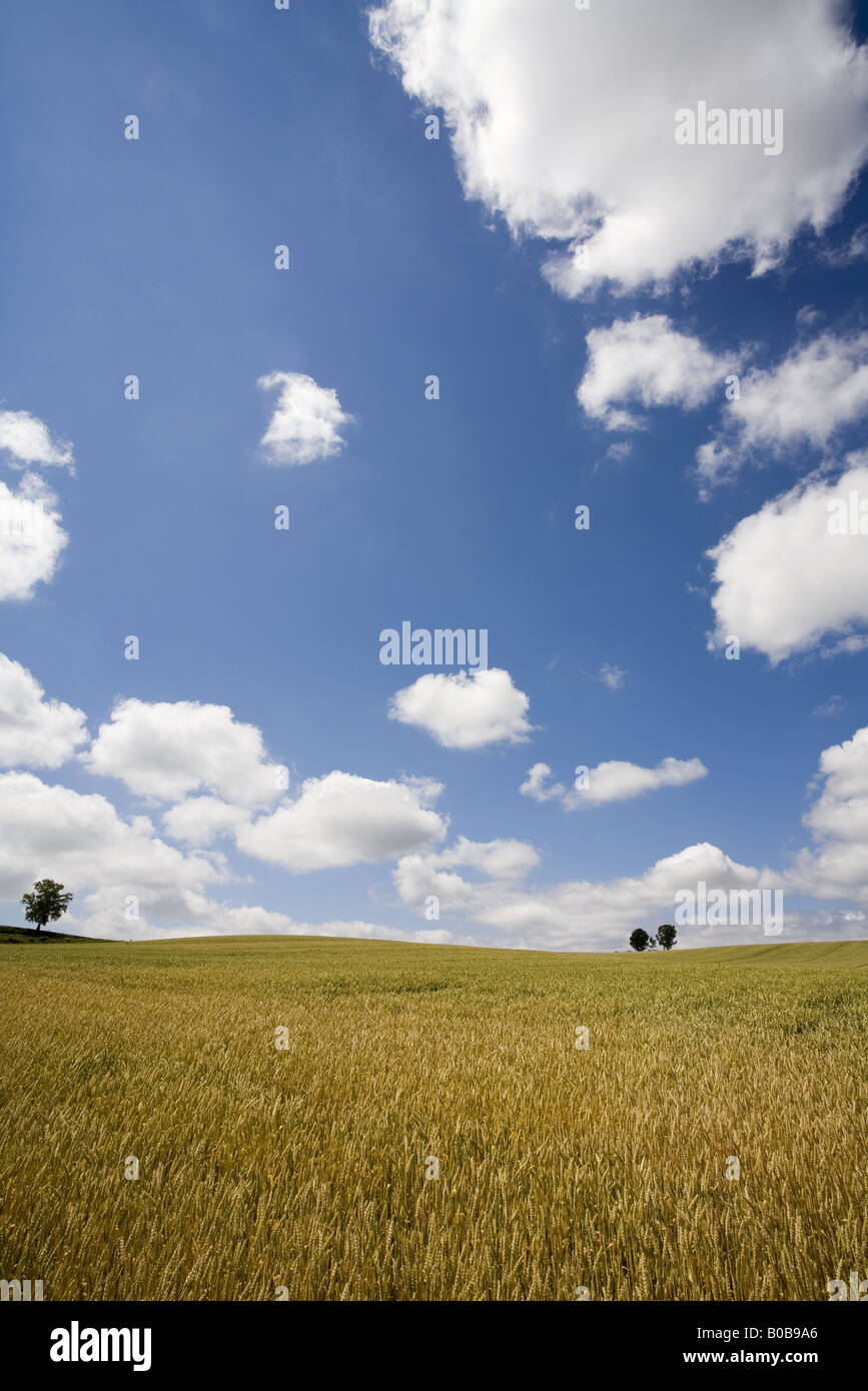 Wheat Field and tree Stock Photo - Alamy