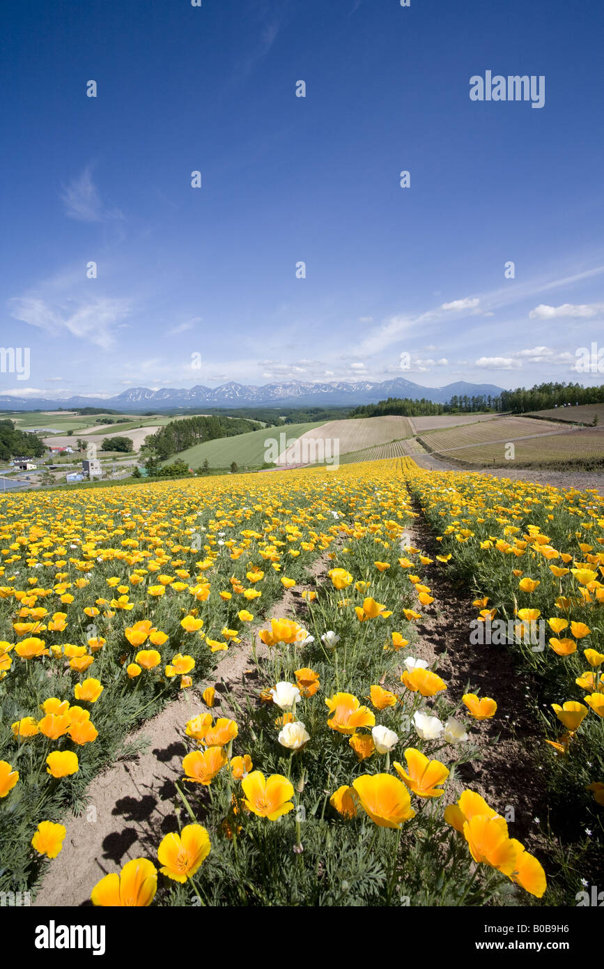 Yellow flower fields Stock Photo - Alamy