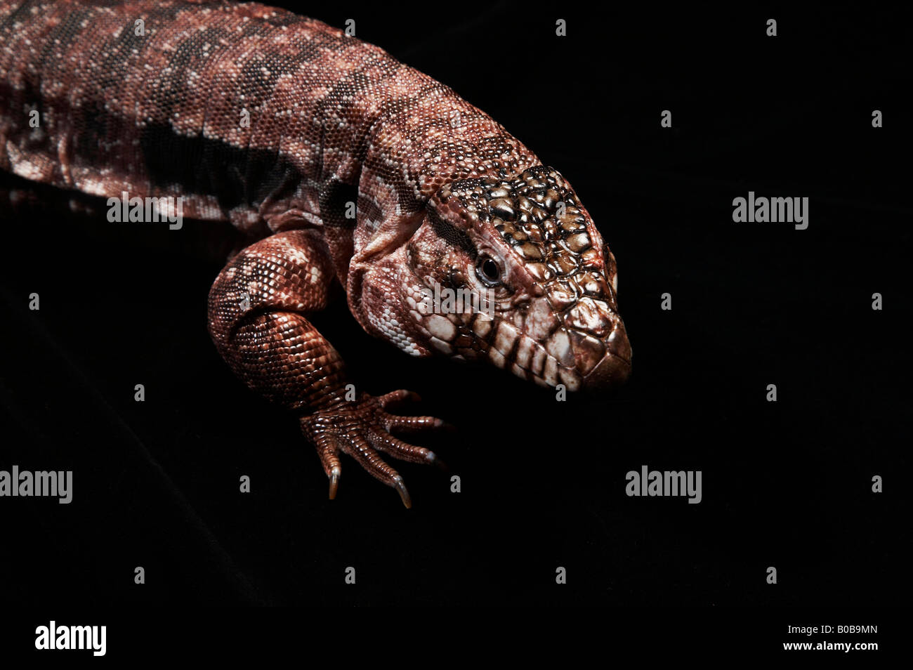 Red tegu hi-res stock photography and images - Alamy