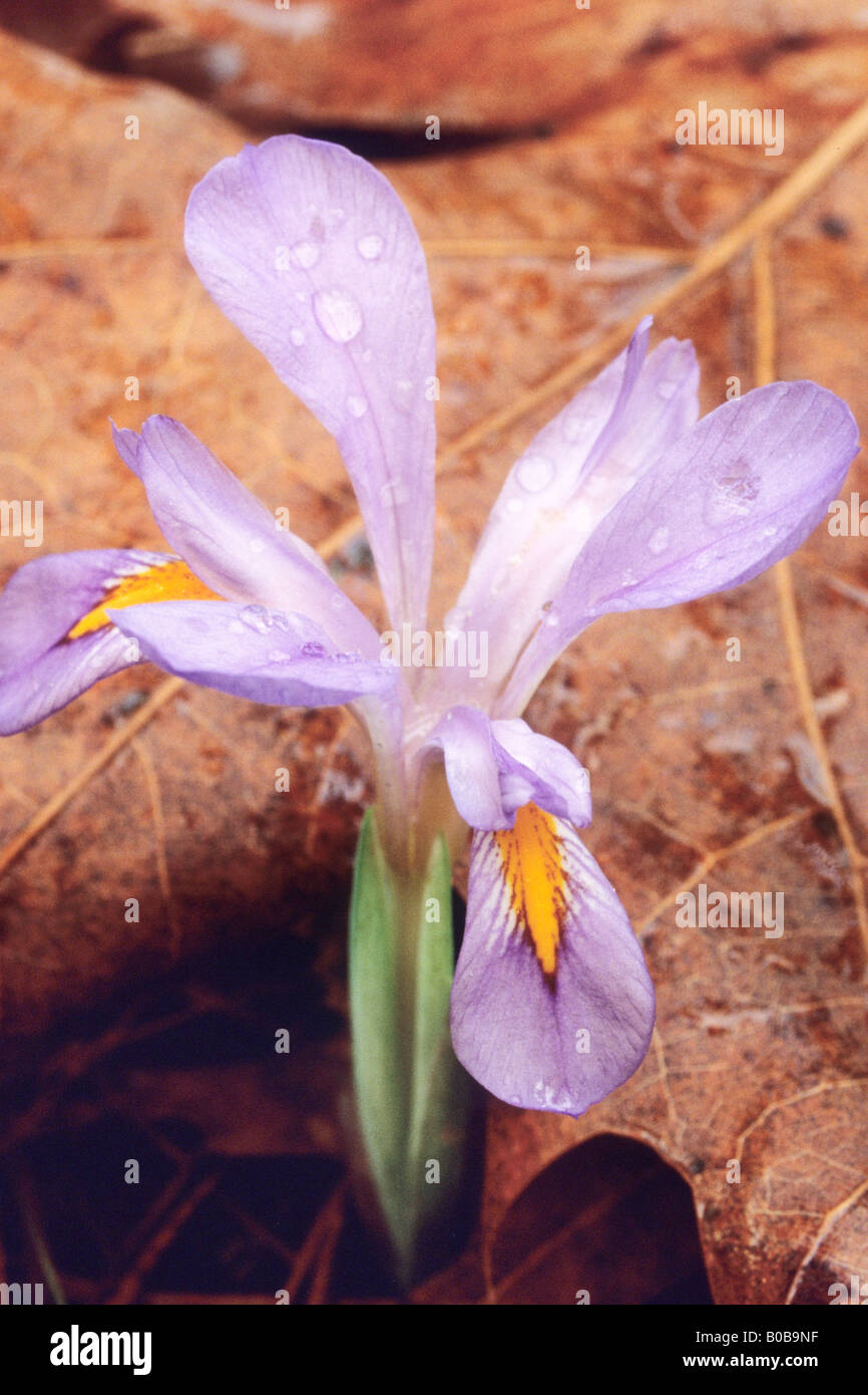 Dwarf Iris, Chatahoochee National Forest, North Georgia Stock Photo - Alamy