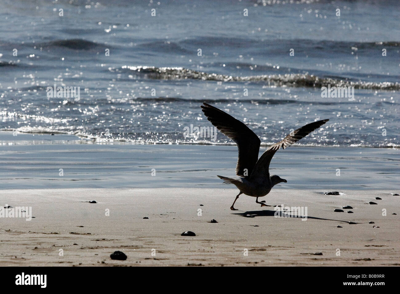 Seagull running for takeoff on a beach, Mazatlan, Sinaloa, Mexico Stock ...