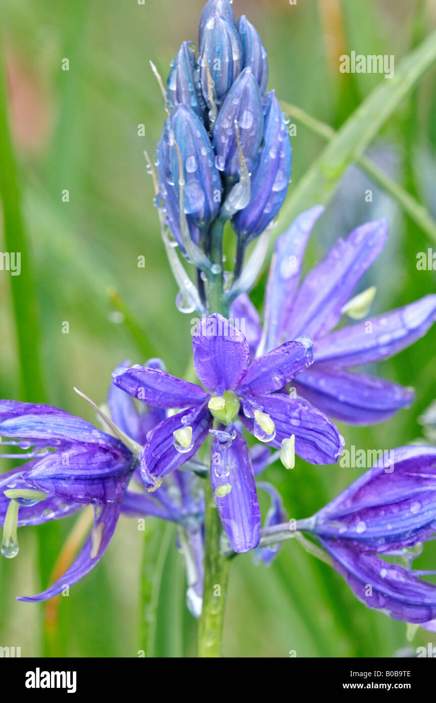 Camas flower Camassia quamash with rain Stock Photo - Alamy