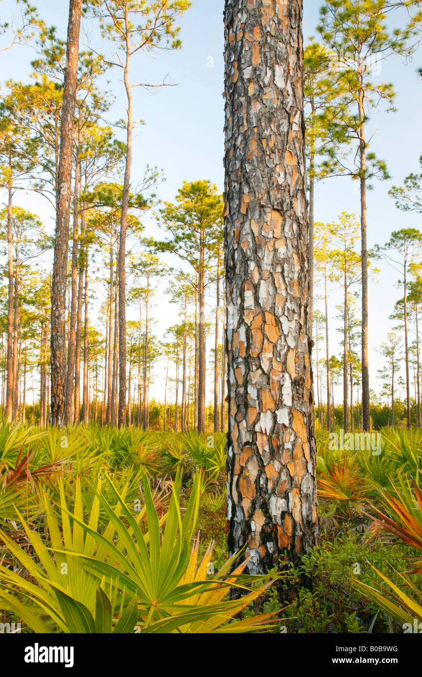 Swamp pine pinus elliottii hi-res stock photography and images - Alamy