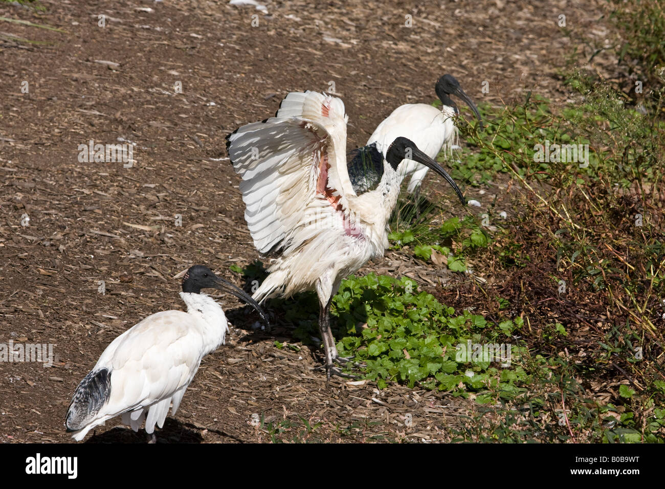 A group of 3 Australian White Ibis, one with its wings outstretched ...
