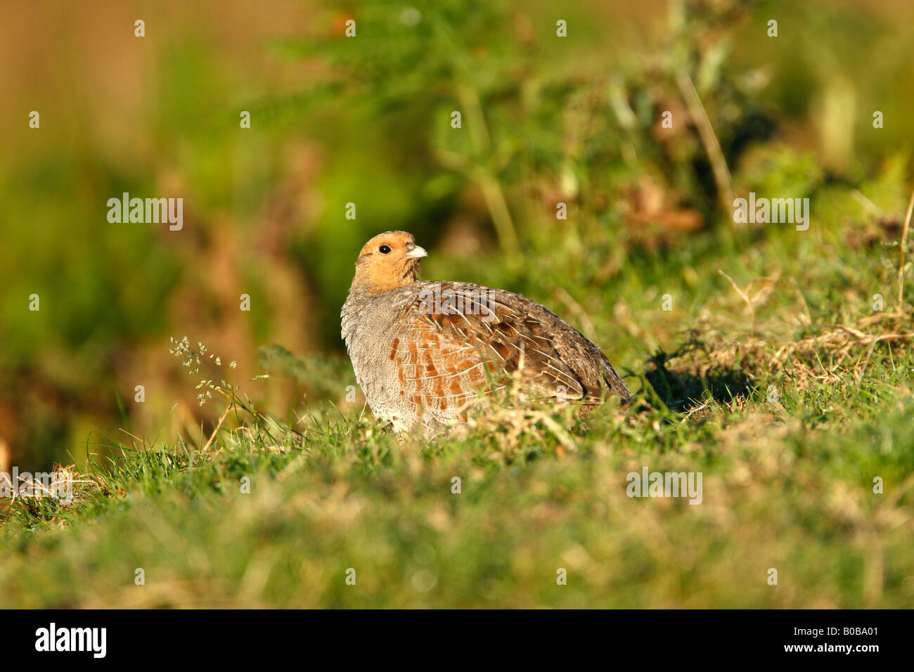 Uk grey partridge grass hi-res stock photography and images - Alamy