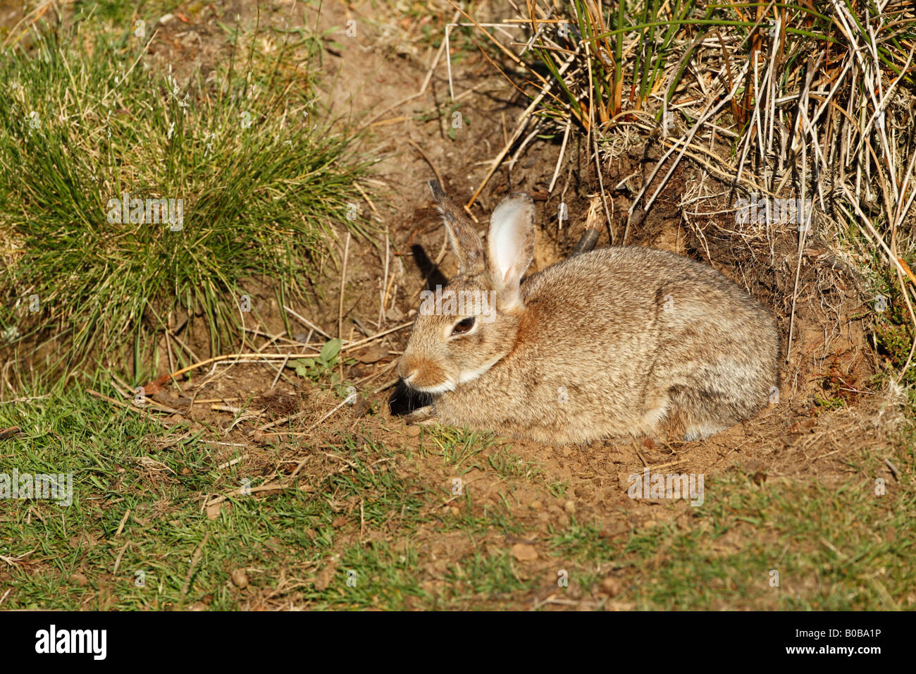 Cunic hi-res stock photography and images - Alamy