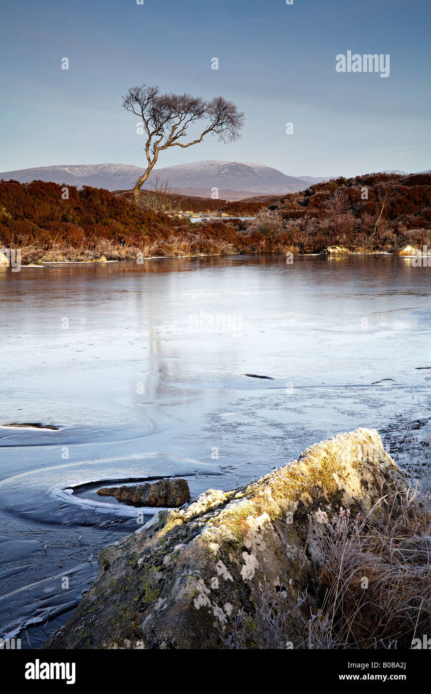 Tree over a frozen Lochan na h'Achlaise on Rannoch Moor, Scotland Stock ...