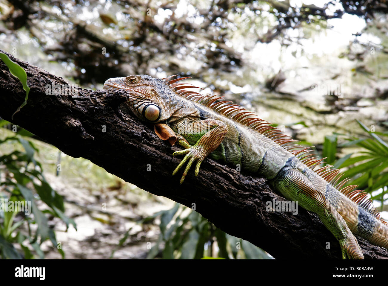 Colourful iguana basking in the sun Stock Photo - Alamy