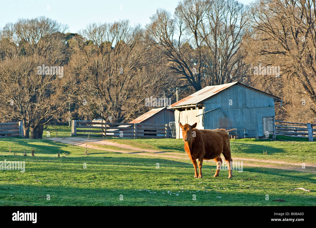 Cow stands hi-res stock photography and images - Alamy
