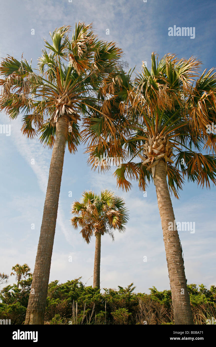 Three 3 Palms on Jekyll Island, Georgia Stock Photo - Alamy